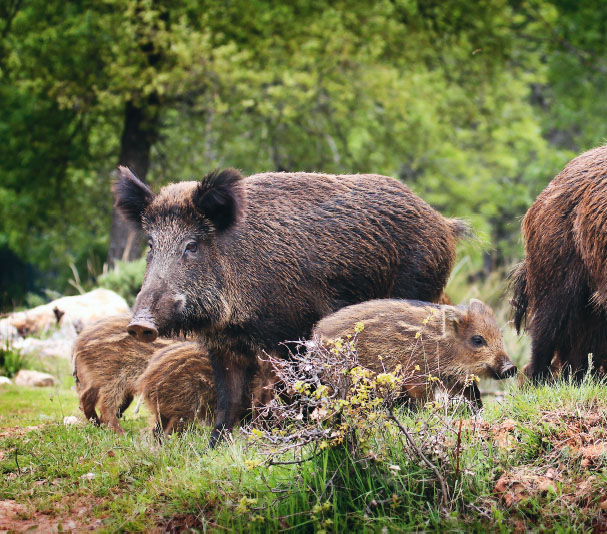 Wildschweinfleisch online bestellen